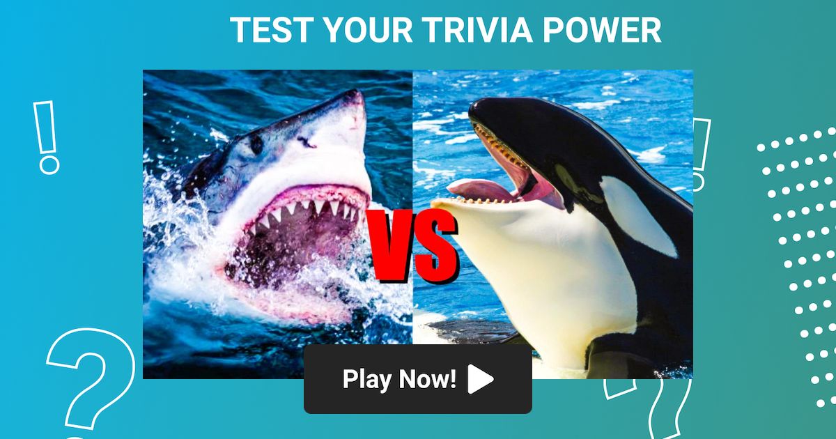 WatchMojo | Trivia | Top 10 SAVAGE Animal Rivalries