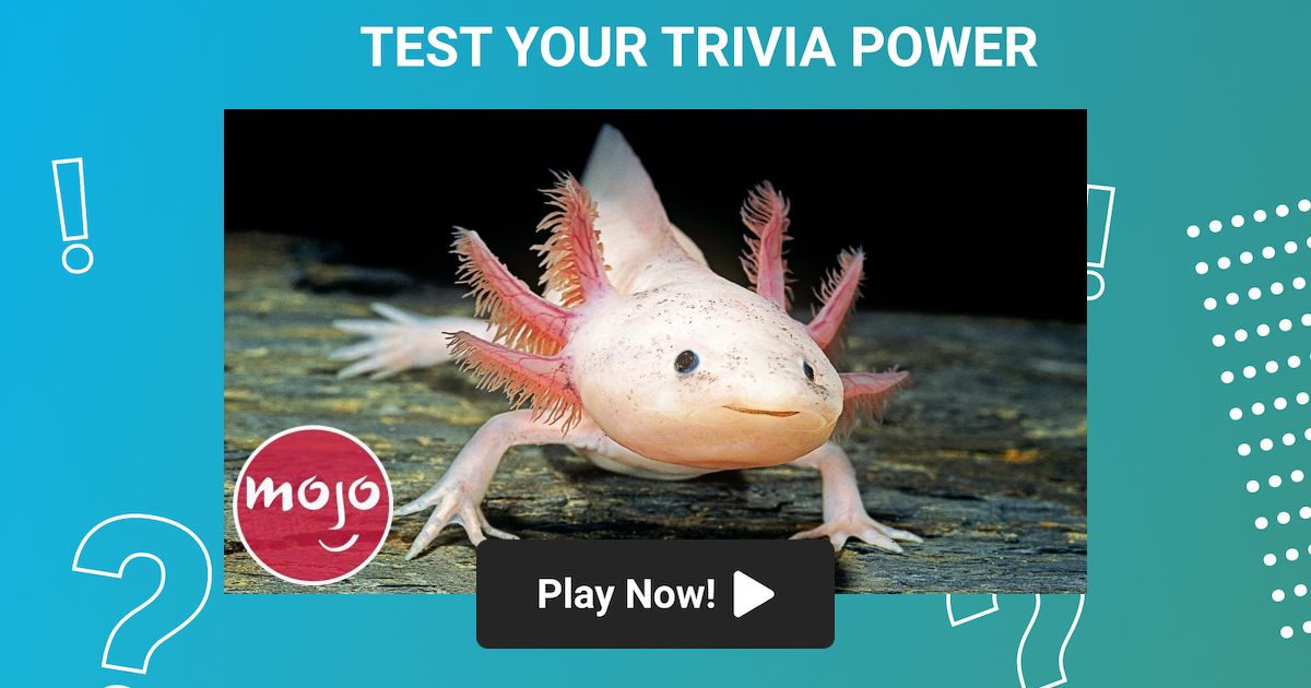 Top 20 Weirdly Cute Pets You Should Own | Watch Party on WatchMojo.com