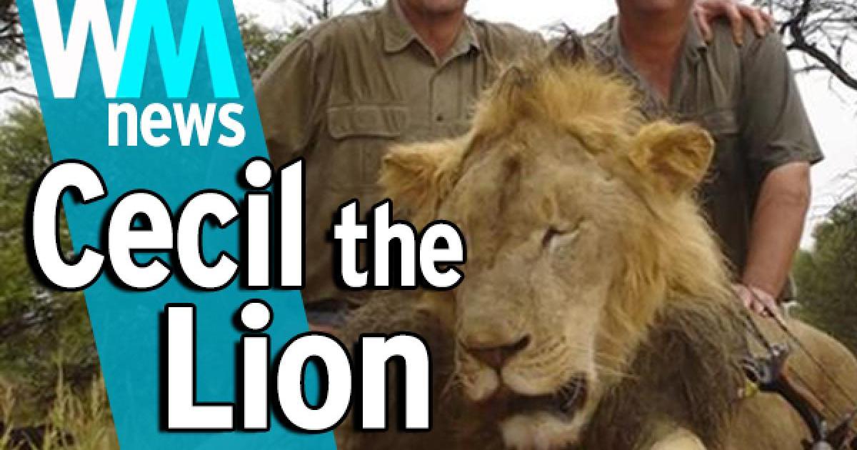 10 Cecil the Lion and Trophy Hunting Facts - WMNews Ep. 39 | WatchMojo.com