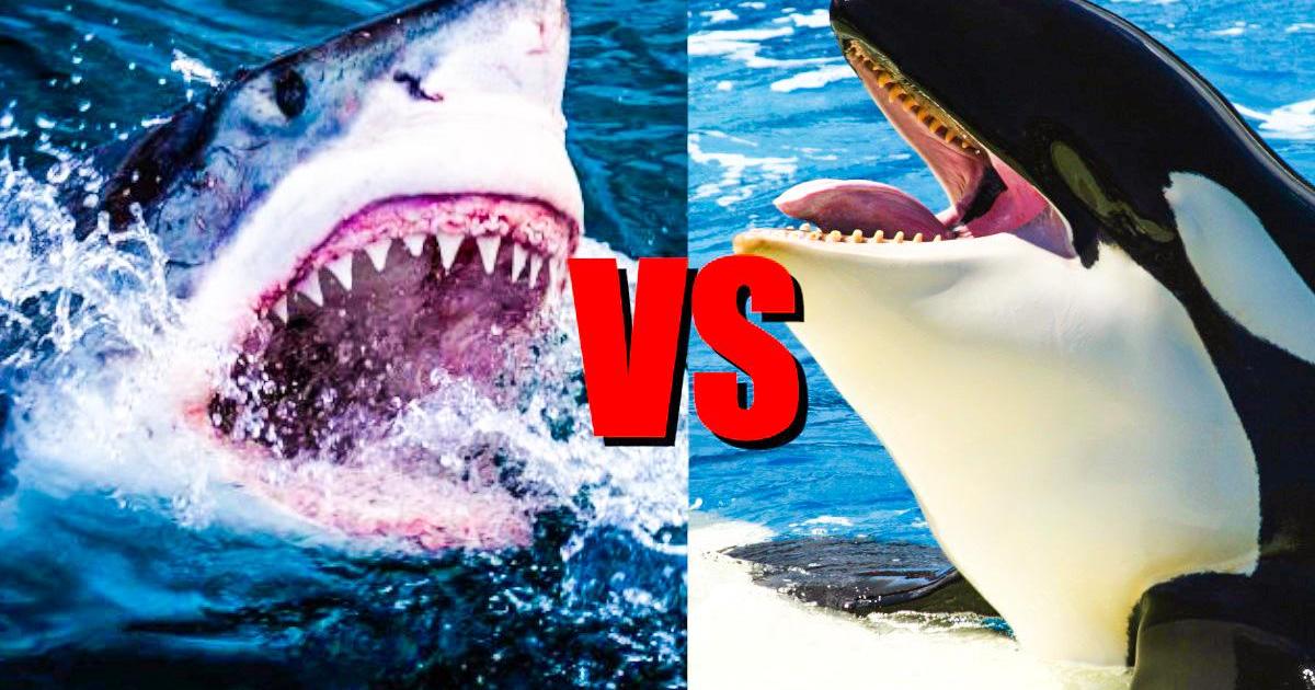 Top 10 SAVAGE Animal Rivalries | Articles on WatchMojo.com