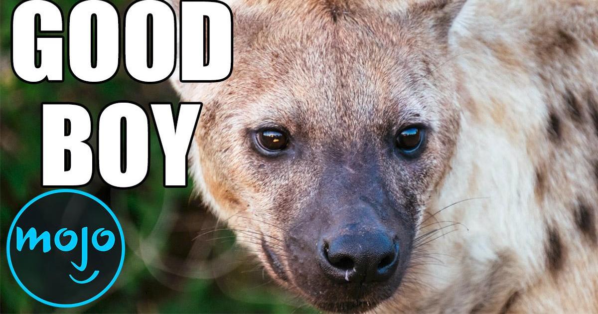 Top 10 Misunderstood Animals | Articles on WatchMojo.com