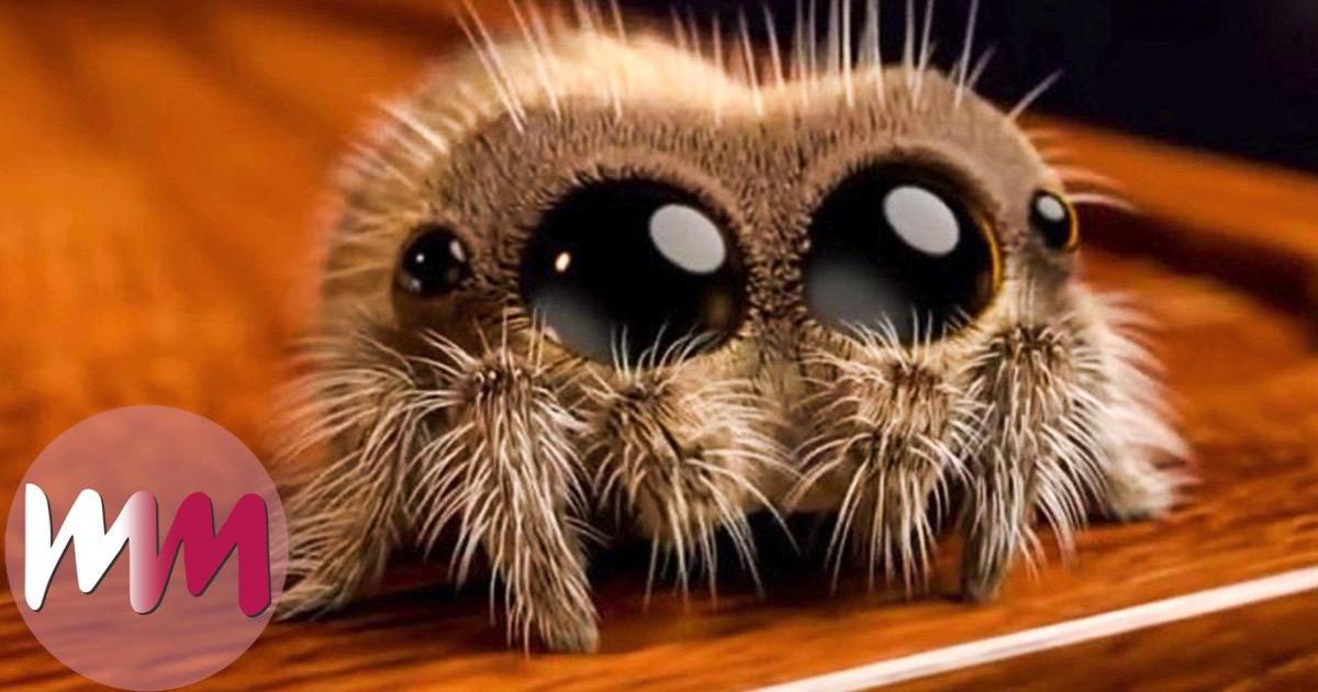 Top 10 Lucas the Spider Moments | Videos on WatchMojo.com