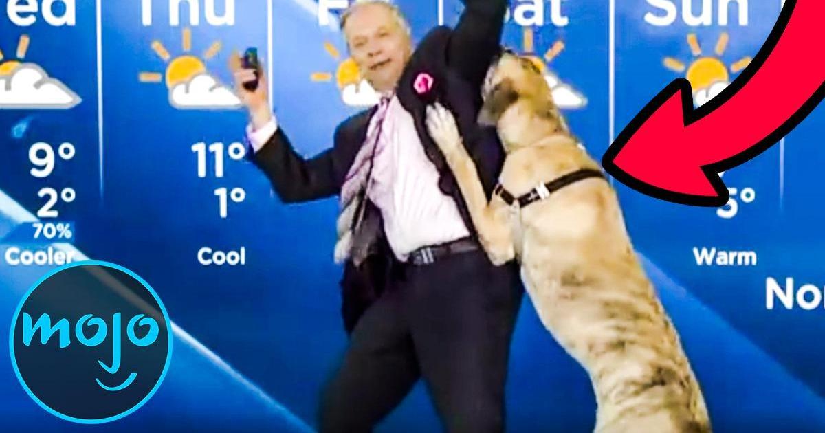 Top 10 Funniest Moments Caught on Live TV | Articles on WatchMojo.com