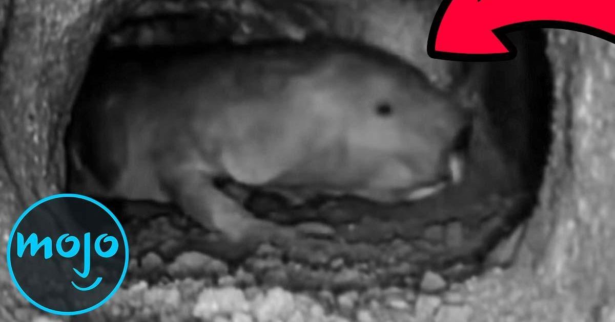 Top 10 Creepiest Creatures That Only Come Out At Night | Articles on ...