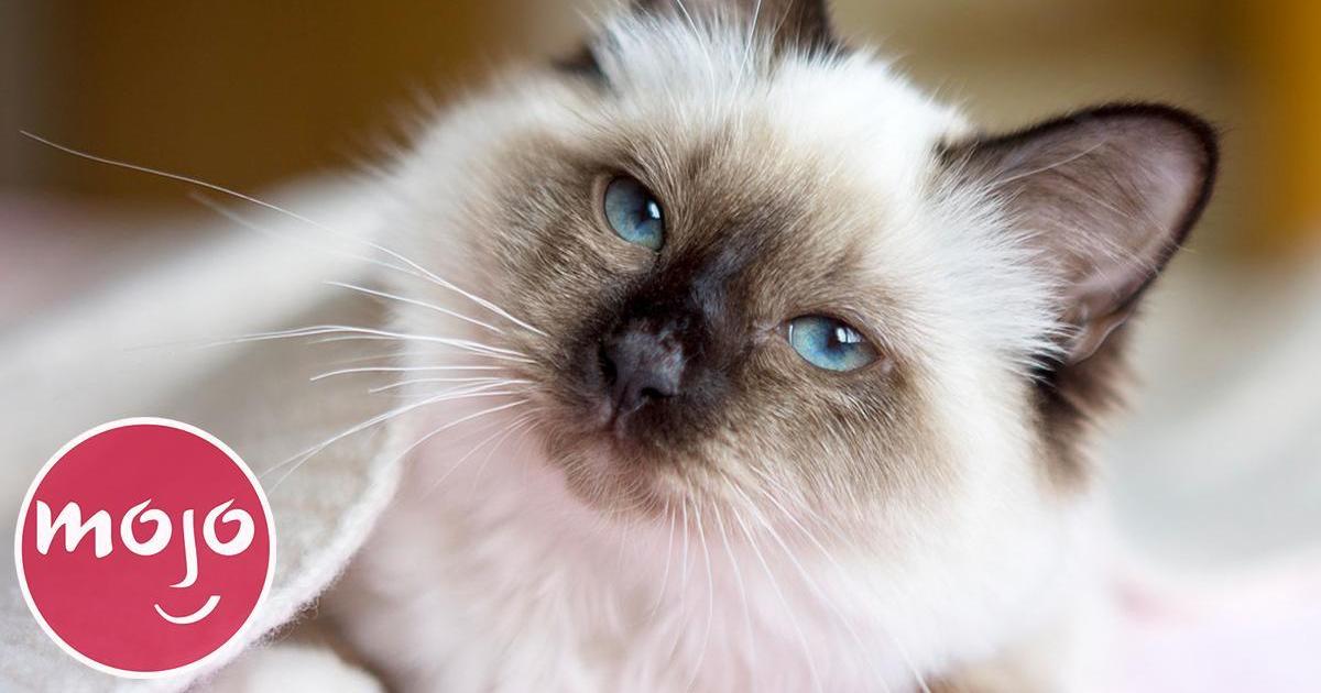 Top 10 Greatest Cat Breeds | WatchMojo.com