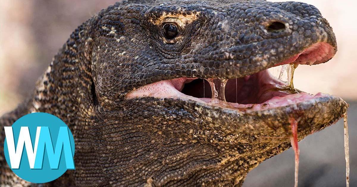 Top 10 Des Animaux Les Plus Dangereux Au Monde