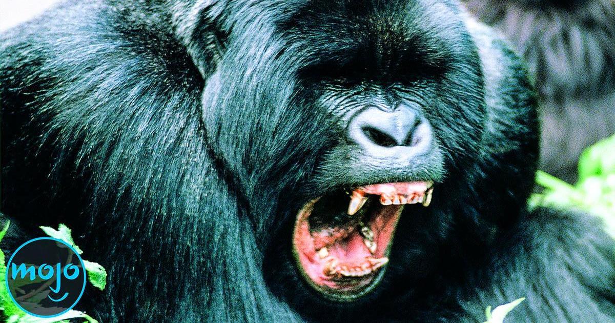 Top 10 Strongest Animals In The World | Articles on WatchMojo.com